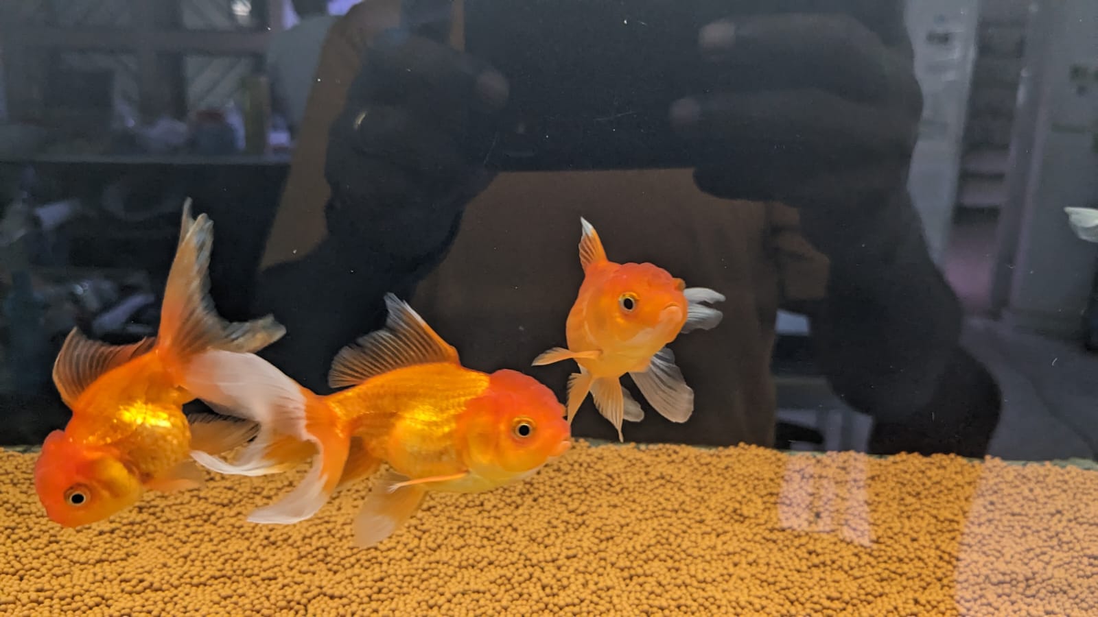 Oranda Gold Fish Big – Splashy Fin Aquarium Bengaluru